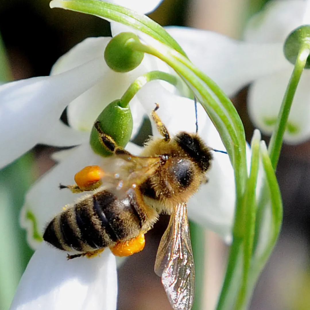 Welcome to Baswant Garden - An Ideal Agro Industrial Tourism | India's ...