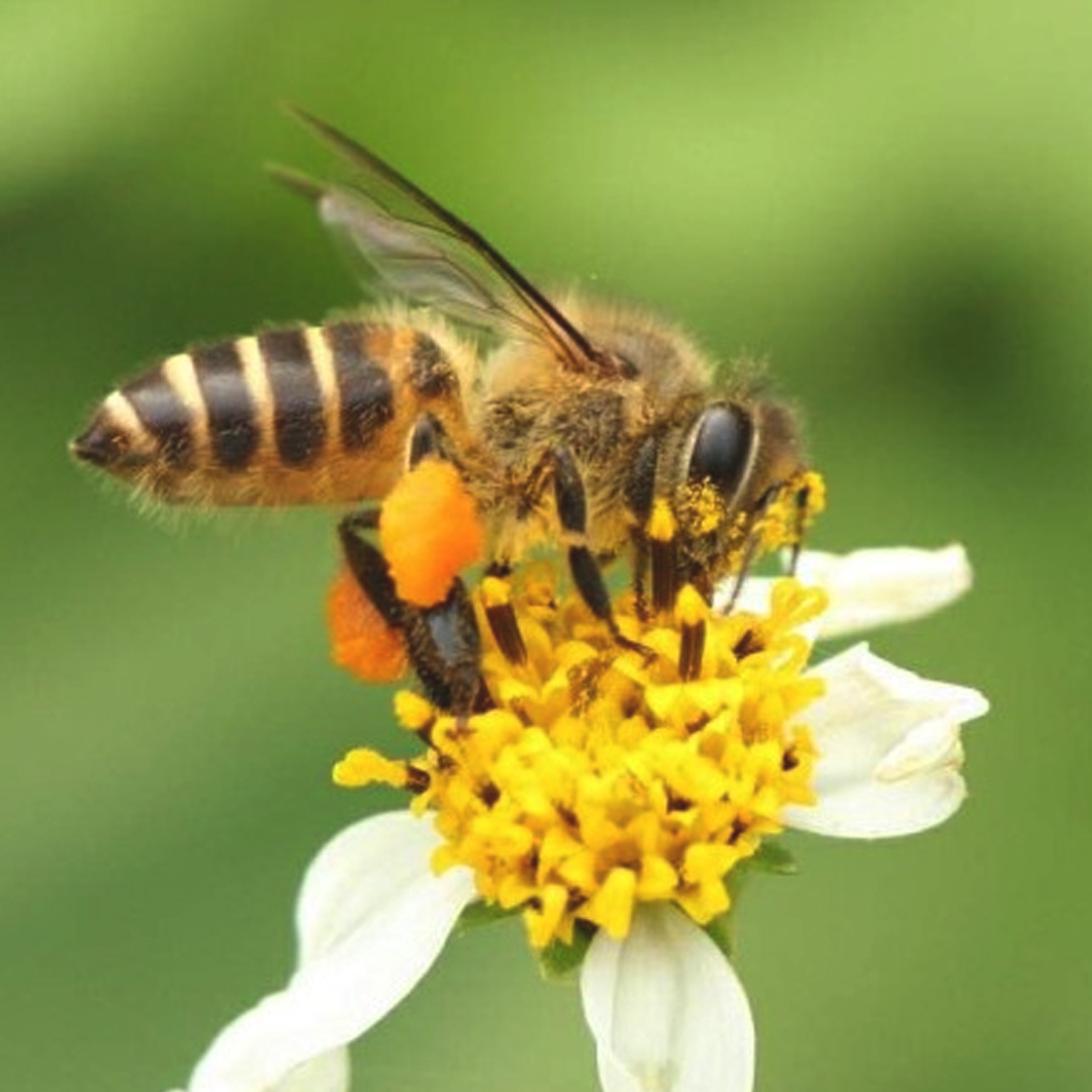 Welcome to Baswant Garden - An Ideal Agro Industrial Tourism | India's ...